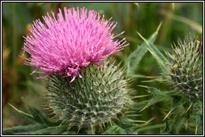 Irish Wildflowers - Spear Thistle