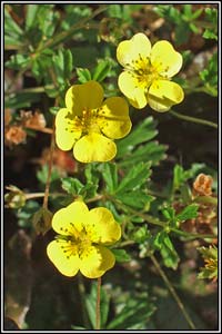 Irish Wildflowers - Tormentil