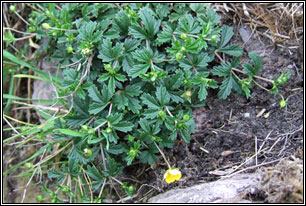 Irish Wildflowers - Tormentil