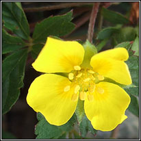 Irish Wildflowers - Trailing Tormentil