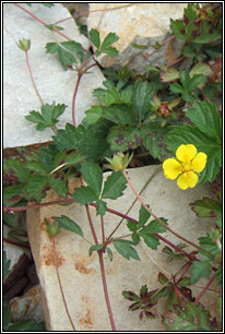 Irish Wildflowers - Trailing Tormentil