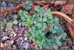 Irish Wildflowers - Trailing Tormentil