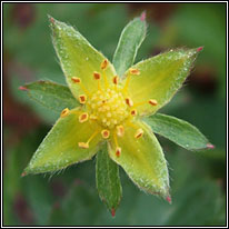 Irish Wildflowers - Trailing Tormentil