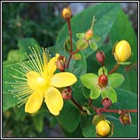 Irish Wildflowers - Tutsan