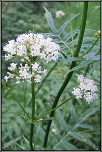 Irish Wildflowers - Common Valerian