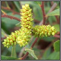 Irish Wildflowers - Bog Myrtle