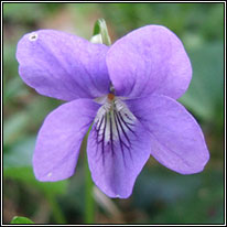 Irish Wildflowers - Common Dog-violet