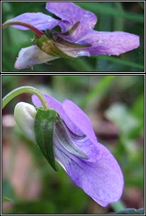 Irish Wildflowers - Common Dog-violet