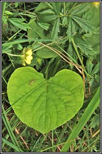Irish Wildflowers - Marsh Violet
