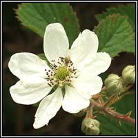 Irish Wildflowers - Bramble