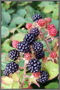Irish Wildflowers - Bramble