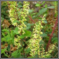 Irish Wildflowers - Wood Sage