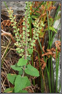 Irish Wildflowers - Wood Sage