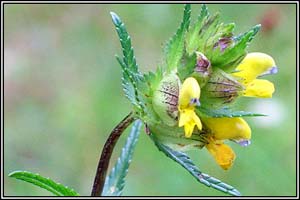 Irish Wildflowers - Yellow Rattle