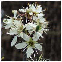 Irish Wildflowers - Blackthorn