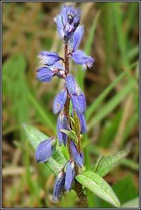 Irish Wildflowers - Common Milkwort