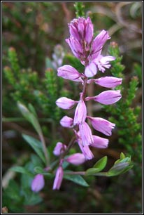 Irish Wildflowers - Common Milkwort