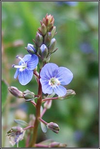 Irish Wildflowers - Brooklime
