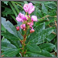 Irish Wildflowers - Rhododendron