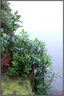 Irish Wildflowers - Rhododendron