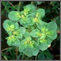 Irish Wildflowers - Sun Spurge, Euphorbia helioscopia