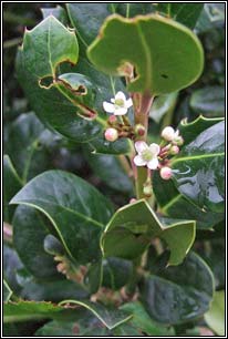 Irish Wildflowers - Holly