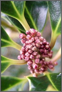 Irish Wildflowers - Holly