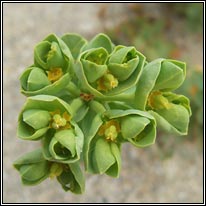 Irish Wildflowers - Sea Spurge