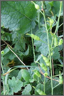 Irish Wildflowers - Sea Radish