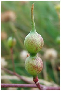 Irish Wildflowers - Sea Radish