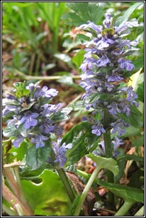 Irish Wildflowers - Bugle