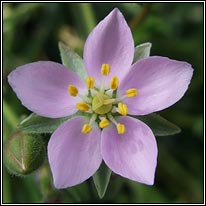 Irish Wildflowers - Greater Sea Spurrey
