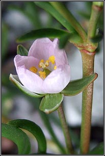 Irish Wildflowers - Greater Sea Spurrey