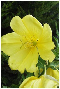 Irish Wildflowers - Common Evening-primrose