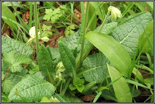 Irish Wildflowers - Cowslip