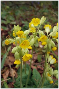 Irish Wildflowers - Cowslip