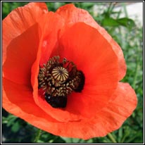 Irish Wildflowers - Common Poppy