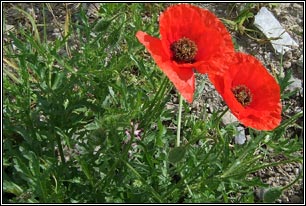 Irish Wildflowers - Common Poppy