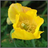Irish Wildflowers - Welsh Poppy