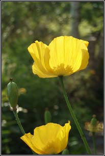 Irish Wildflowers - Welsh Poppy