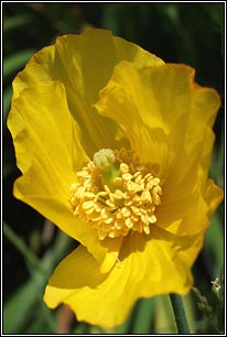 Irish Wildflowers - Welsh Poppy