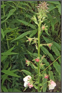 Irish Wildflowers - Moth Mullein
