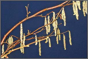 Irish Wildflowers - Hazel