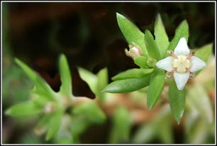 Irish Wildflowers - New Zealand Pigmyweed, Crassula helmsii