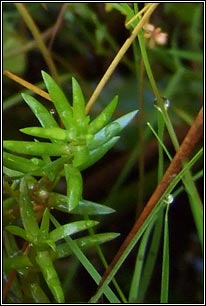 Irish Wildflowers - New Zealand Pigmyweed, Crassula helmsii
