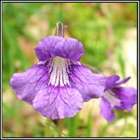 Irish Wildflowers - Index page