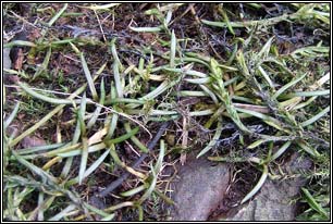 Irish Wildflowers - Shoreweed