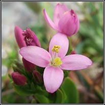Irish Wildflowers - Centaury
