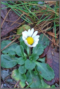 Irish Wildflowers - Daisy