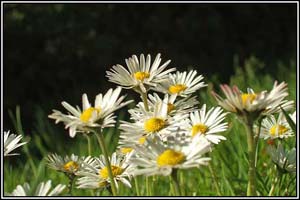 Irish Wildflowers - Daisy